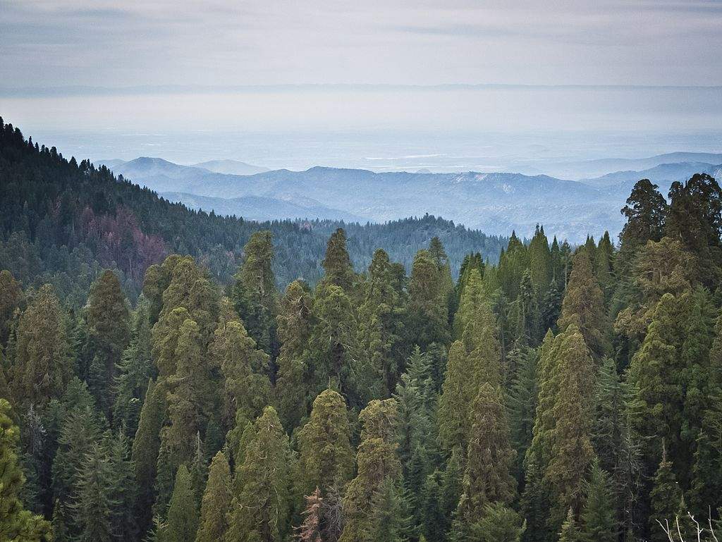 Endangered California condors land in Sequoia National Park for 1st ...