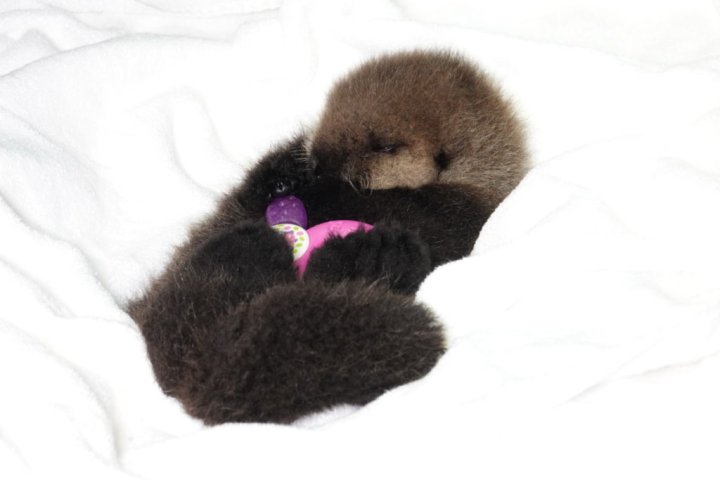 Tiny baby sea otter receiving around-the-clock care at marine rescue ...