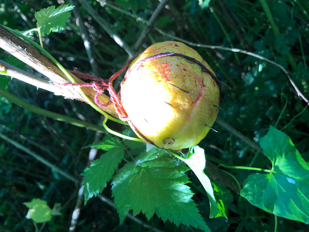 Lemons filled with sewing needles found alongside Port Coquitlam trails ...