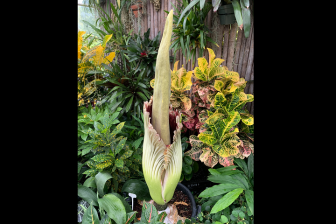 Pee-yew: Vancouver’s big, stinky corpse flower set to bloom again ...