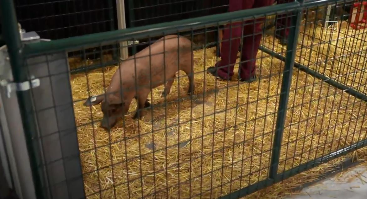 Elon Musk’s neuroscience startup unveils pig with computer chip in its ...