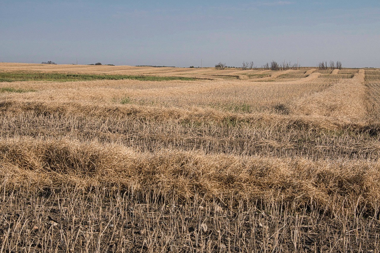 Warm, dry conditions allow harvest to advance quickly: Saskatchewan ...