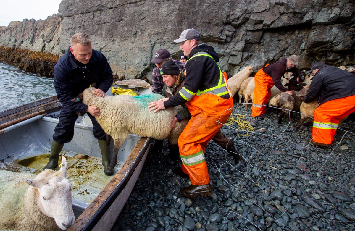 Sheeps to the wind: These N.L. sheep spend summer on their very own ...