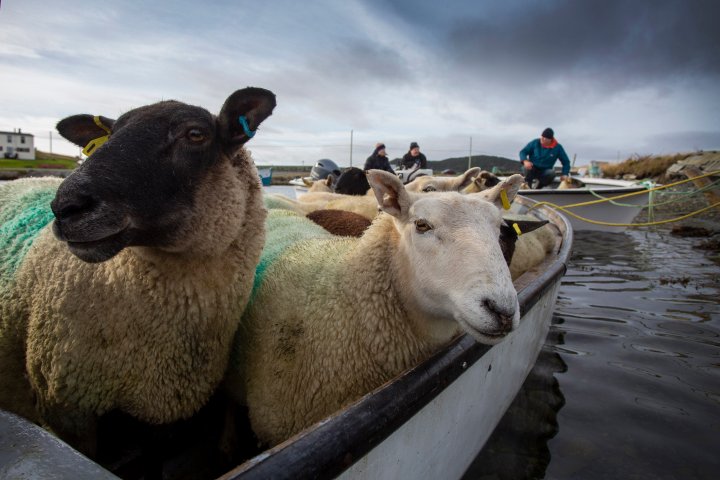 Sheeps to the wind: These N.L. sheep spend summer on their very own ...