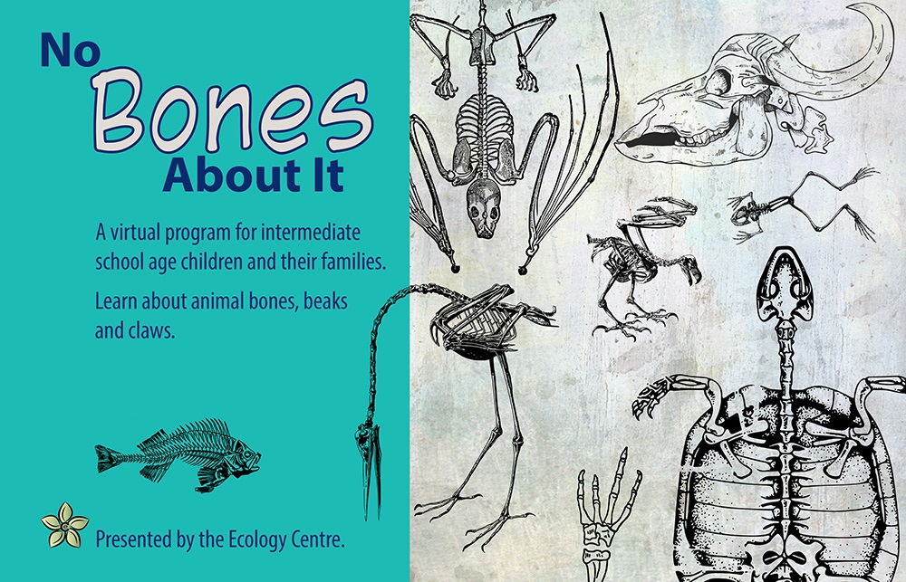 No Bones About It - GlobalNews Events