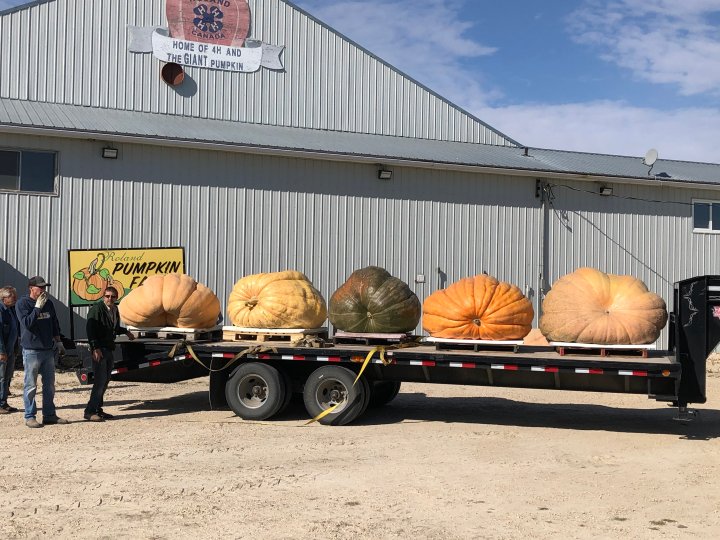 Winnipeg man showcasing gigantic pumpkins for Cancer research ...