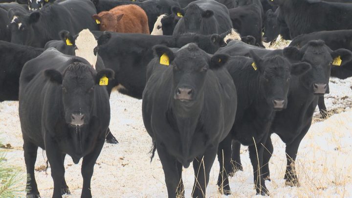 Grazing cattle to be used to mitigate wildfire fuels in the Okanagan ...