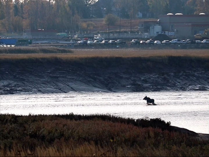 N.B. RCMP help moose cross into wooded area after it got stuck in mud ...