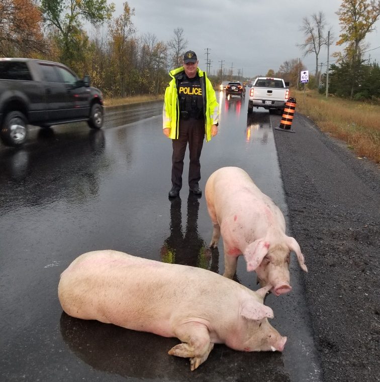 Transport driver charged after pigs fall off truck on County Road 4 ...