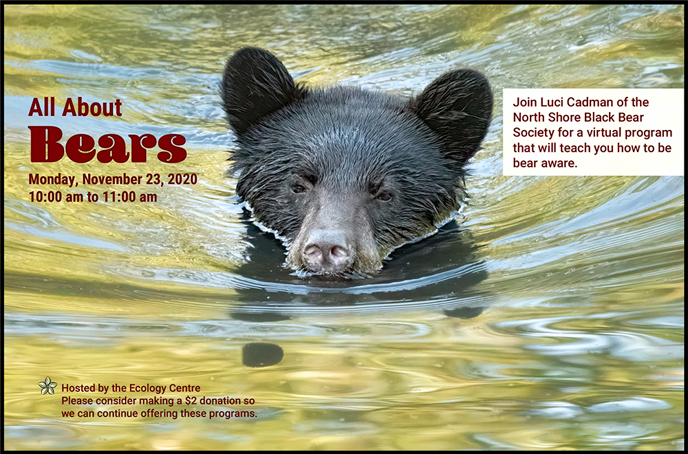 All About Bears - GlobalNews Events