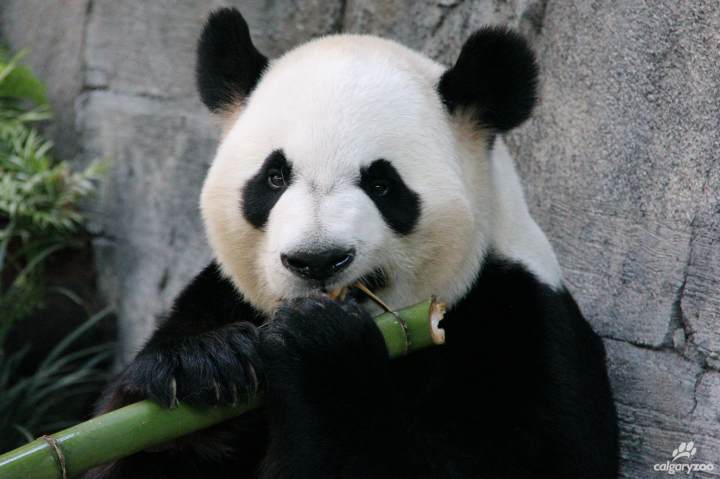 Giant pandas Er Shun and Da Mao safely home in China after Canadian ...