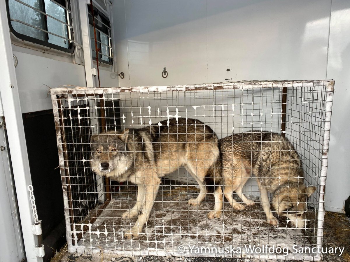 10 wolfdogs, 3 huskies at risk of euthanasia in cruelty investigation ...