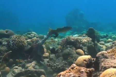 Octopuses filmed sucker-punching fish — sometimes out of ‘spite ...