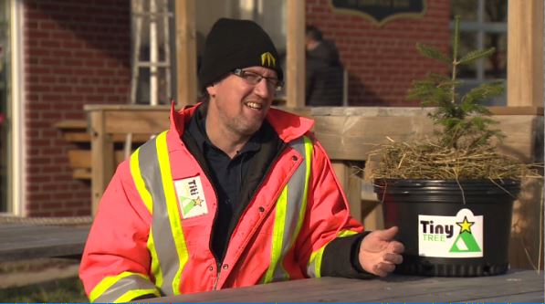 Live, tiny Christmas trees up for ‘adoption’ offer an eco-friendly ...