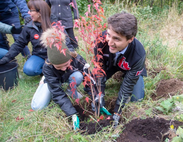 Liberals’ promise to plant 2 billion trees to cost $2.78B more than ...