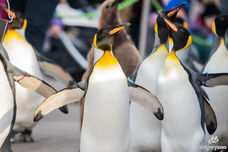 Penguin walk returns to Calgary Zoo with COVID-19 precautions - Calgary ...