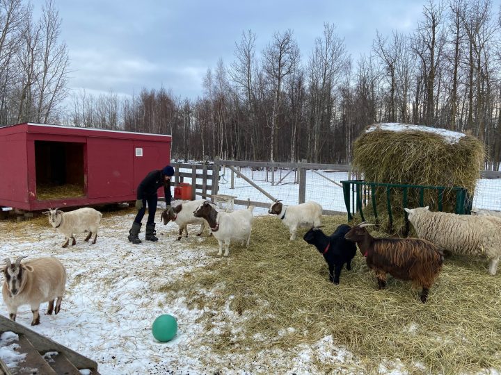 Edmonton-area ranch offering escape for workers on the front lines of ...