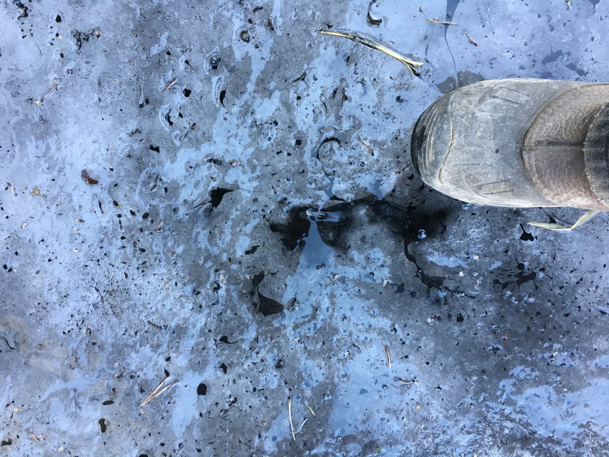 Environmental groups warn Alberta about Elk Valley coal mine ...