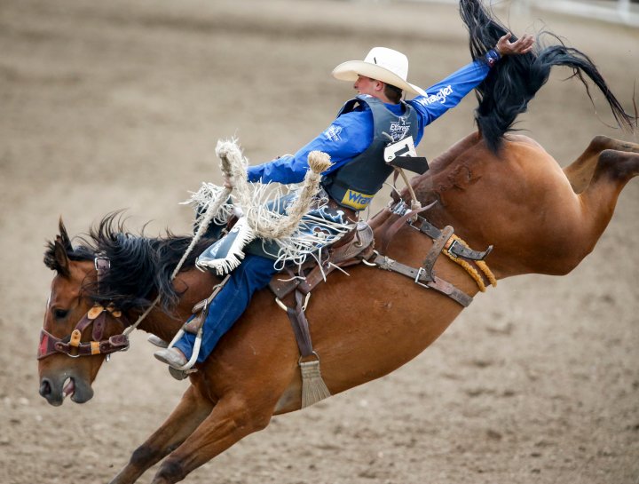 rodeo animal welfare | News, Videos & Articles