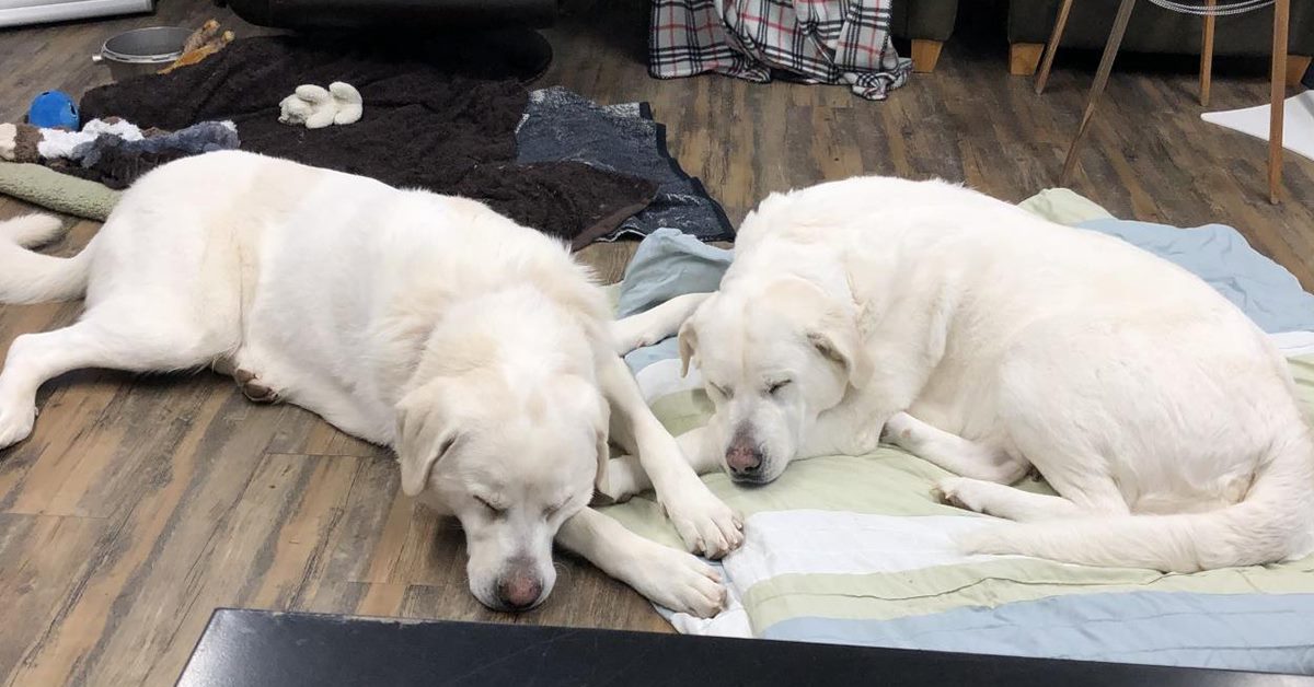 Bonded pair of dogs, Captain and Maria, ready for adoption: B.C. SPCA ...