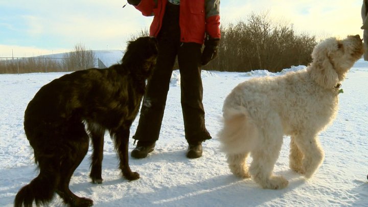 Saskatoon father and son duo create stick libraries for local dog parks ...