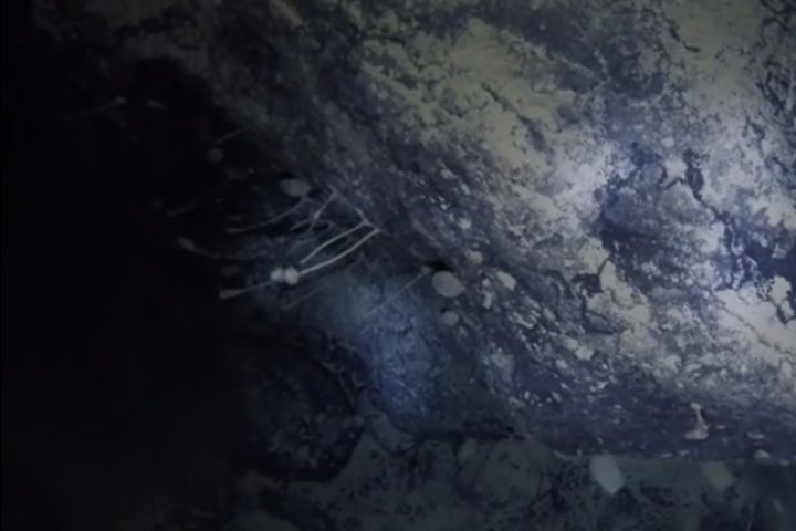 Scientists ‘shocked’ to find life in extreme depths under Antarctic ice ...