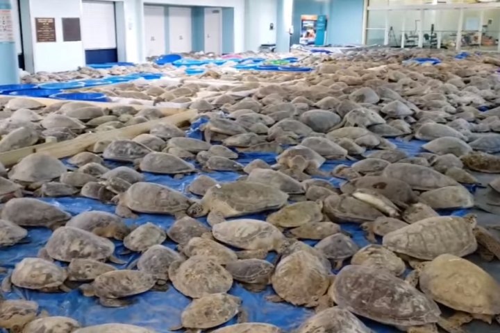 Thousands of ‘cold-stunned’ sea turtles rescued from Texas storm ...