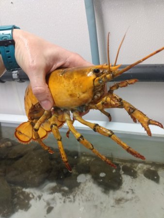 Extremely rare yellow lobster caught off Maine’s coast | Globalnews.ca