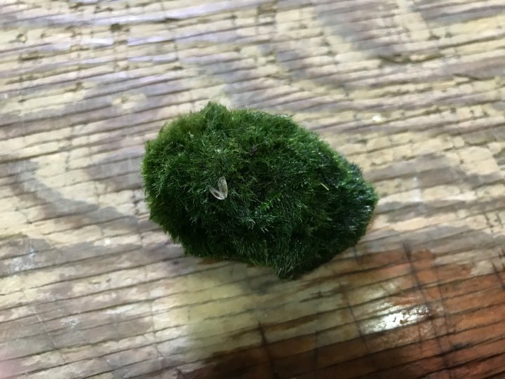 Invasive mussel species enters Alberta through moss balls | Globalnews.ca