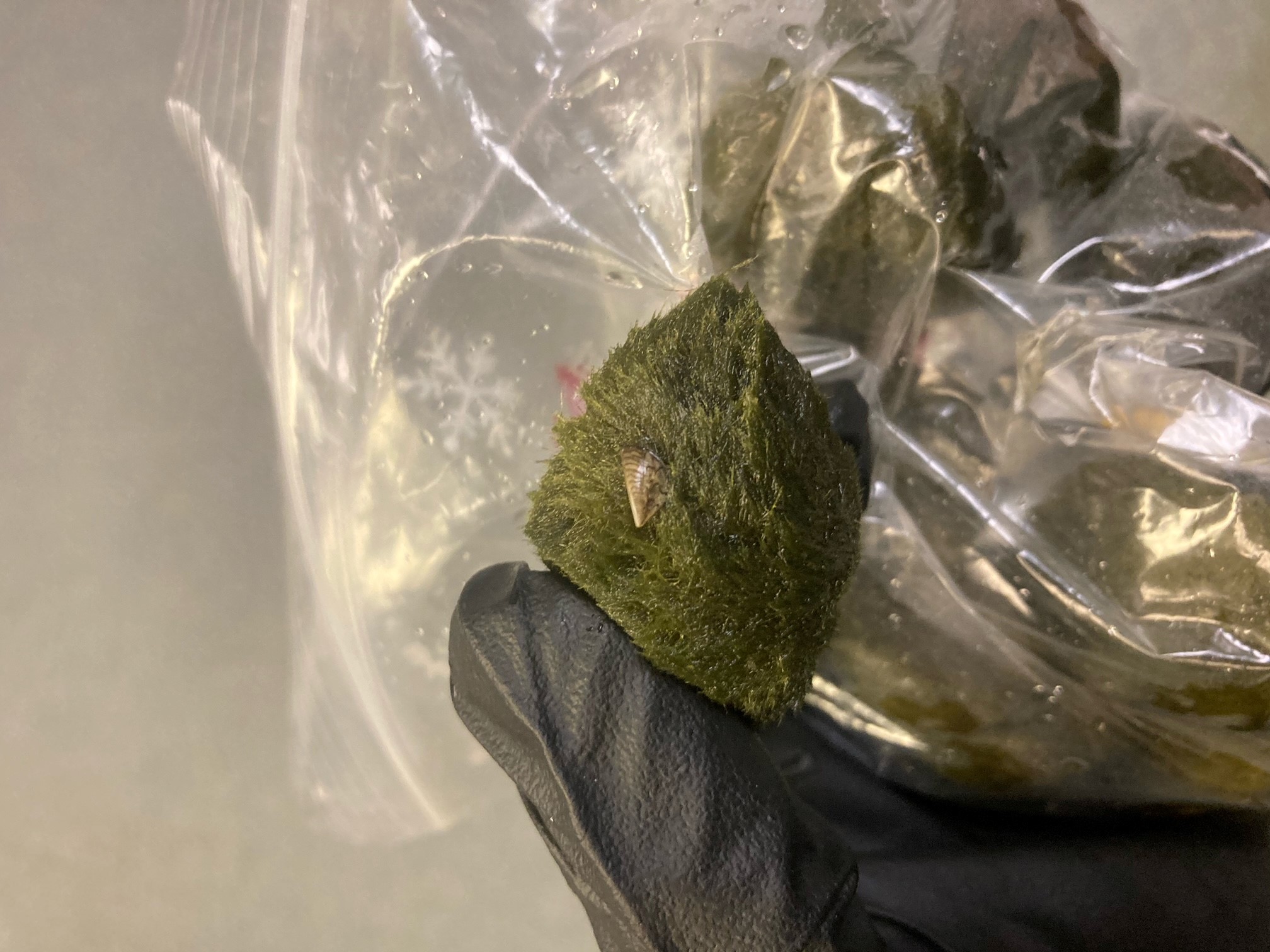 Invasive mussels found in B.C. woman’s aquarium - Okanagan | Globalnews.ca