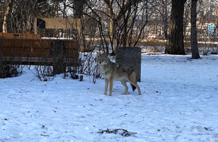 Alberta study shows urban coyotes unhealthy due to human food exposure ...