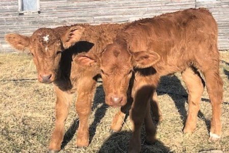 Cows, catalytic converters, crystal meth seized in Alberta ...