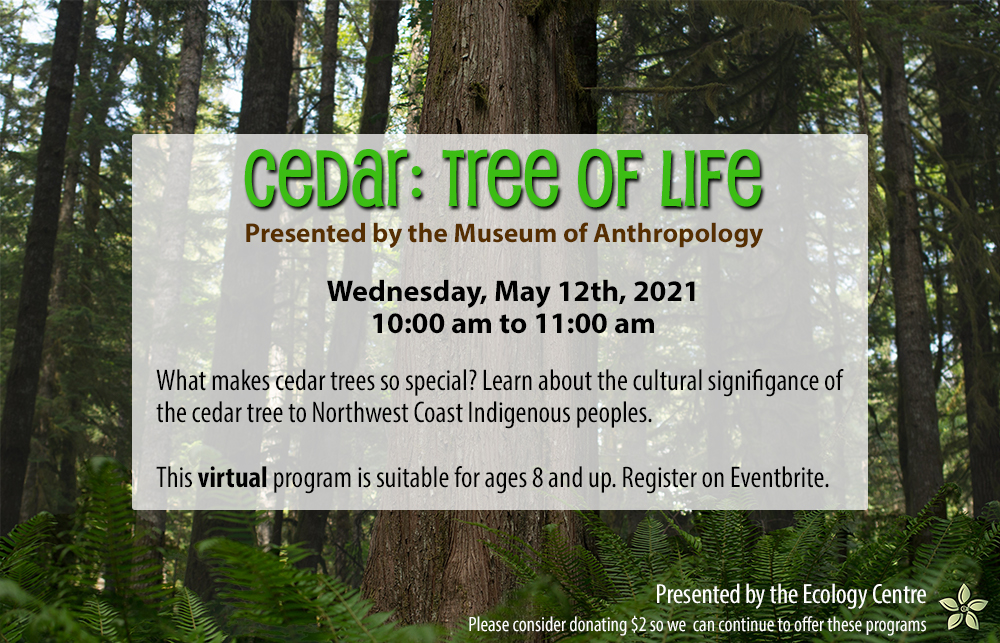 Cedar Tree of Life – Wildlife Wednesday - GlobalNews Events