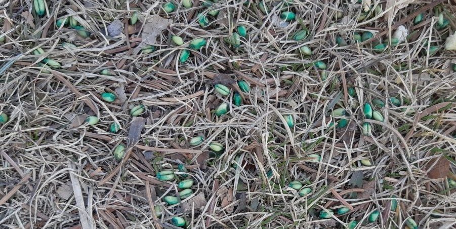 Calgary police investigating after seeds covered in poison found on ...