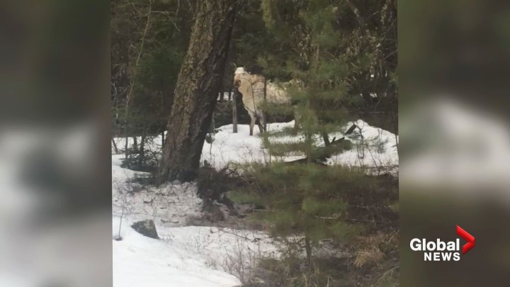 ‘There’s still some wonder left in the world’: Rare ‘spirit moose ...