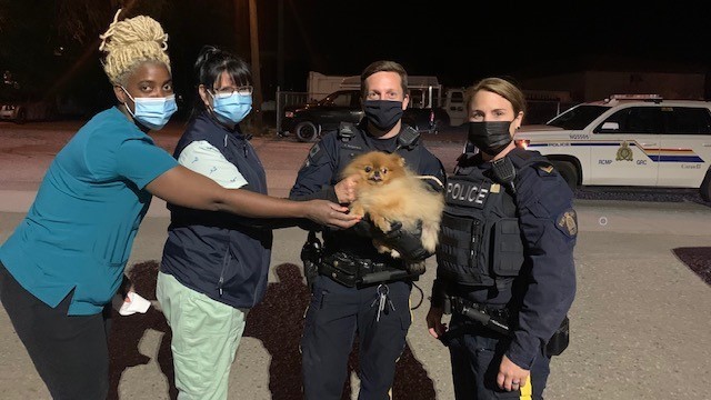 Vernon RCMP track down dog thief, return Pomeranian to family ...