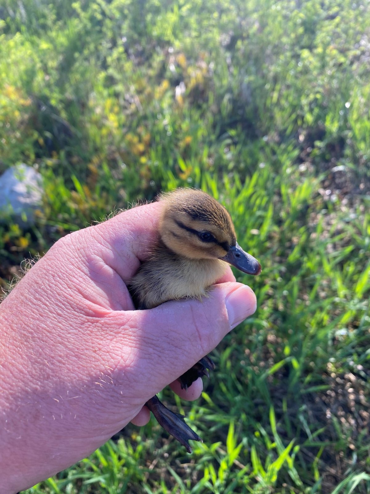 ‘Once in a lifetime’: Oromocto firefighters rescue ducklings from storm ...