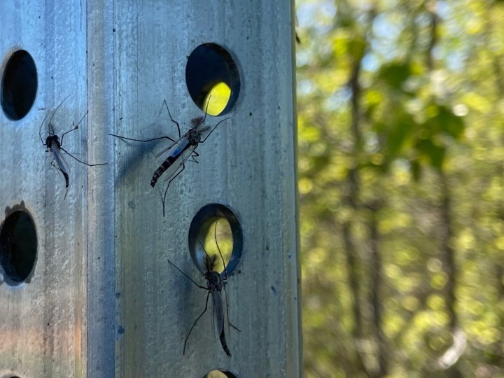 What are the swarms of black bugs taking over Alberta’s Pigeon Lake ...