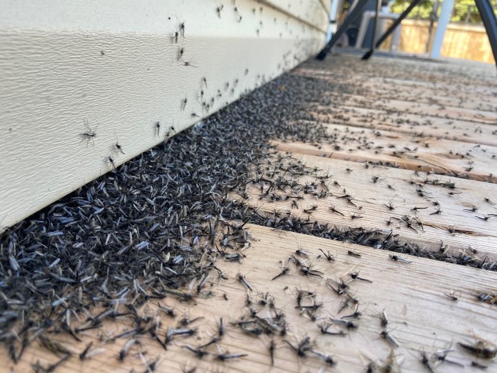 What are midges and why are they swarming Toronto’s lakeside region ...