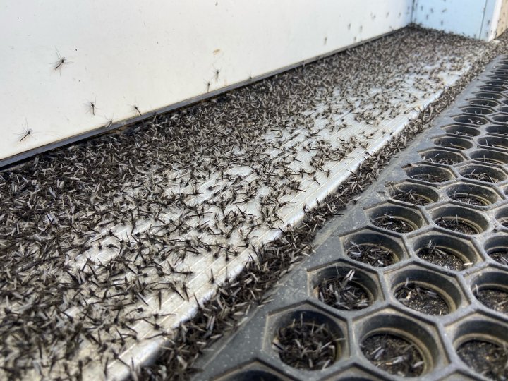 What are midges and why are they swarming Toronto’s lakeside region ...