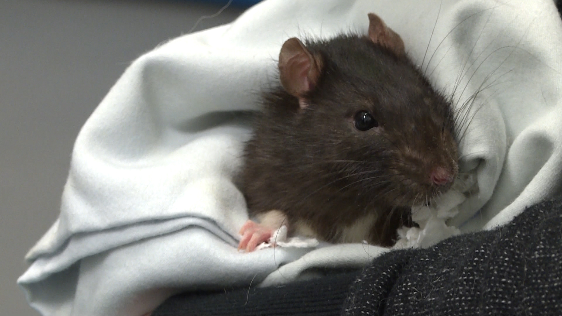 ‘Pretty horrific’: Kingston Humane Society caring for dozens of ...