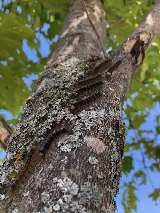 Outbreak of gypsy moth caterpillars ravaging trees in Ontario and there ...