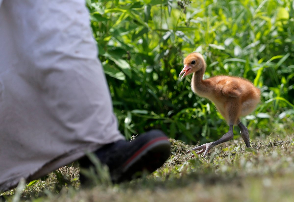 Rare whooping cranes raised for the wild as COVID-19 rules relax ...