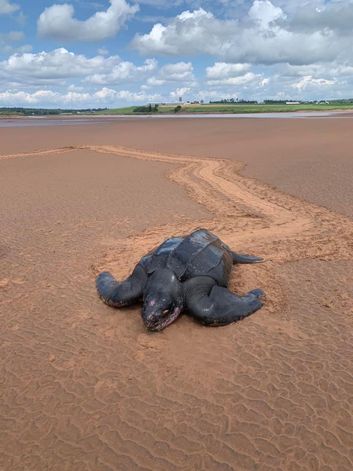 Stewie the endangered turtle saved after ‘baking in hot sun’ of Nova ...