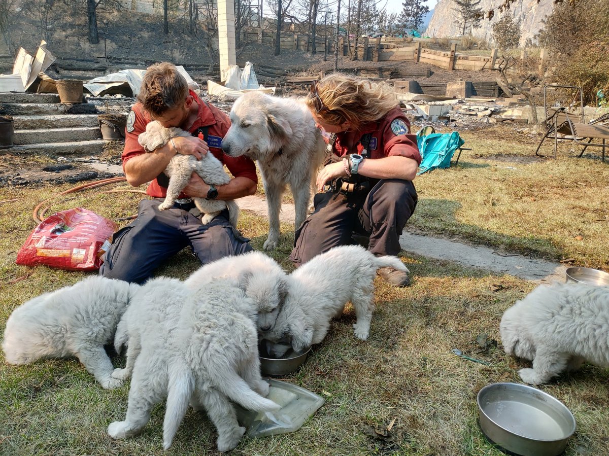 B.C. firefighters help comfort, feed animals left behind after ...