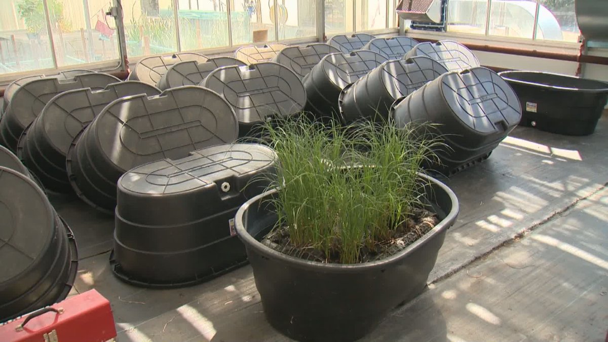 Thirsty? How floating islands could turn retention ponds into potable ...