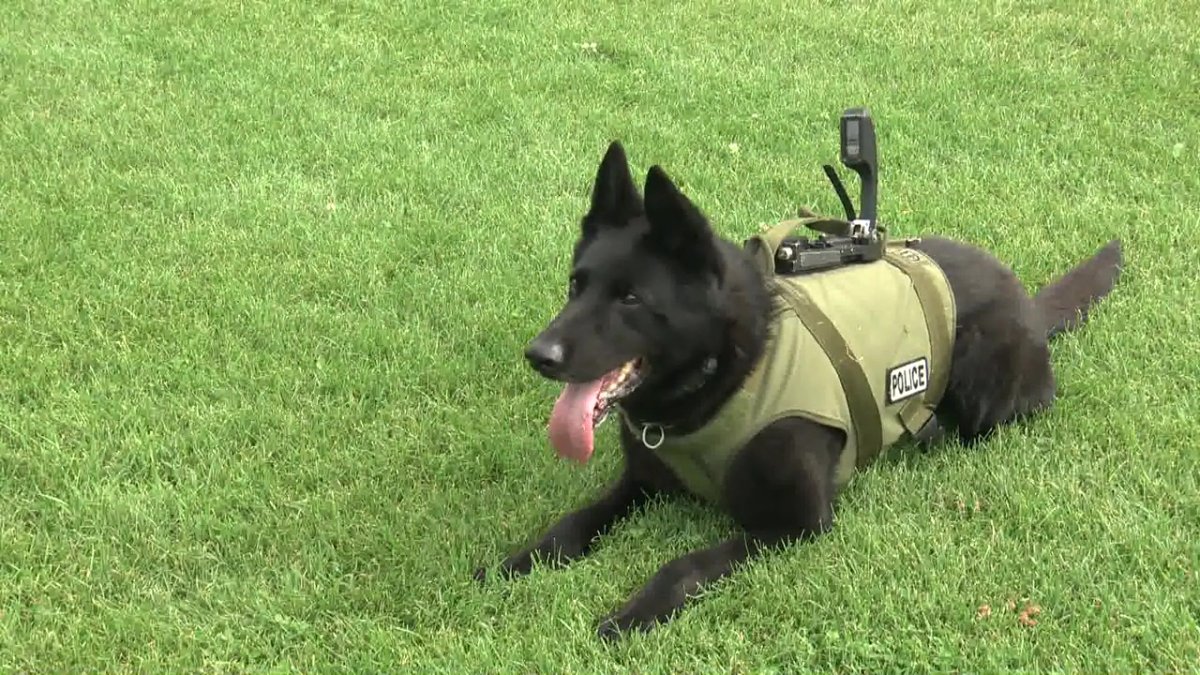 Paws before boots: How Edmonton police use canine intruder cameras to ...