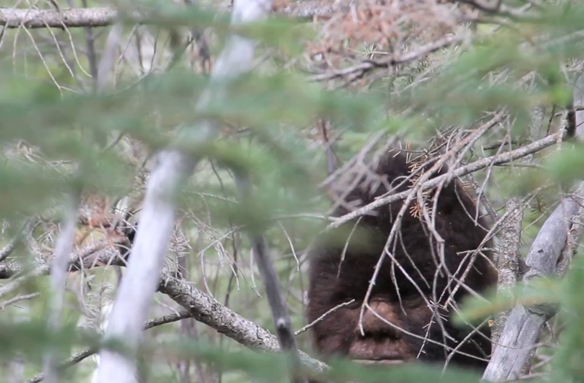Bigfoot in Canada: Inside the hunt for proof — or at least a good photo ...