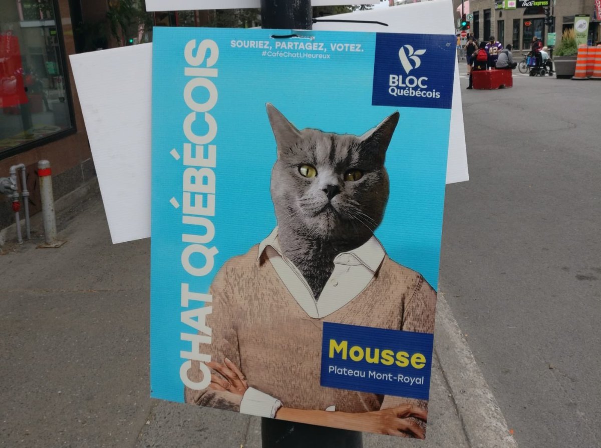 Fake cat election campaign posters in Montreal go viral - Montreal ...