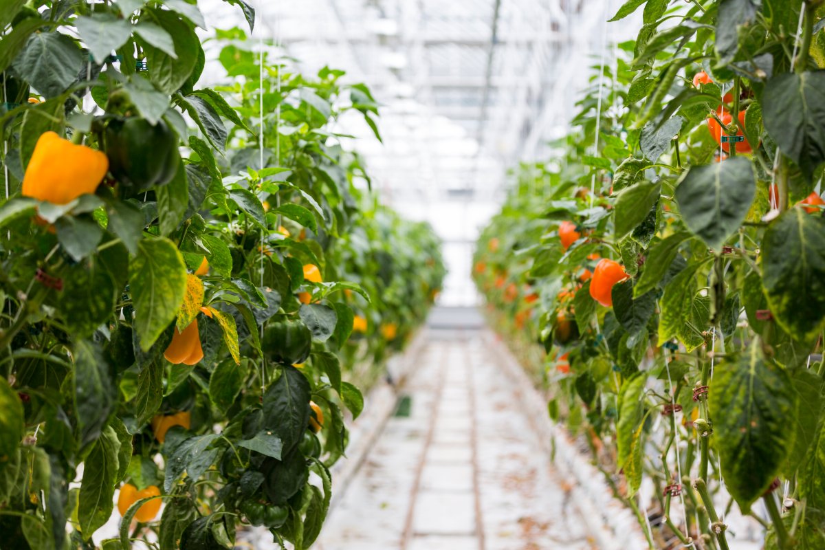 Weekly greenhouse tour - GlobalNews Events